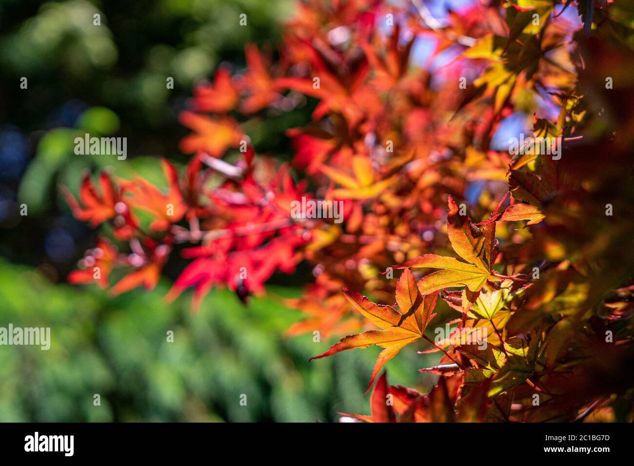 Purple maple tree acer palmatum hi-res stock photography and images - Alamy