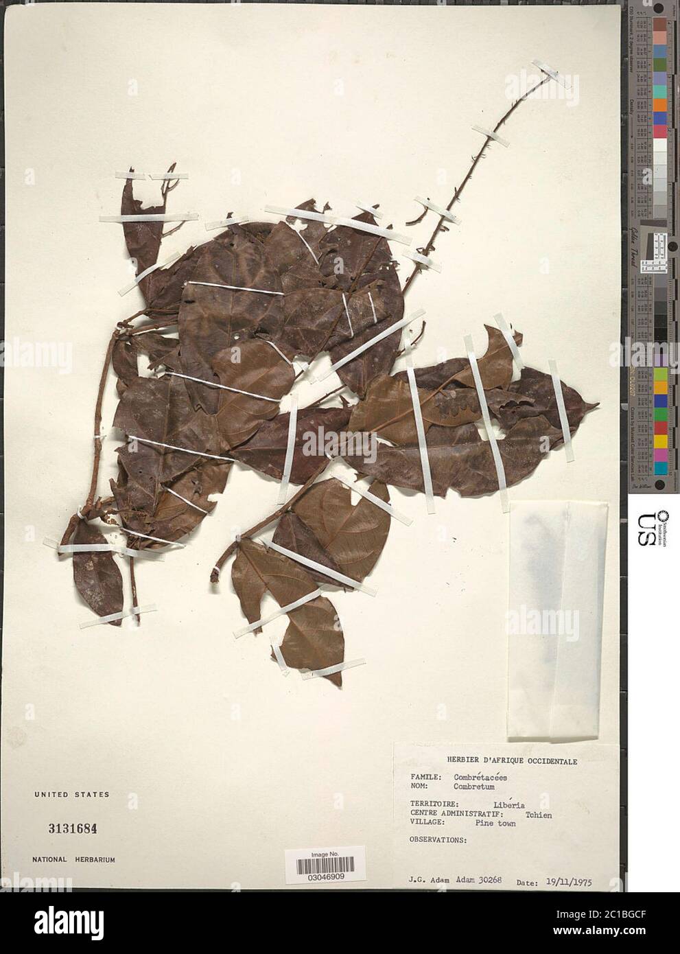 Combretum sp Combretum sp Stock Photo - Alamy