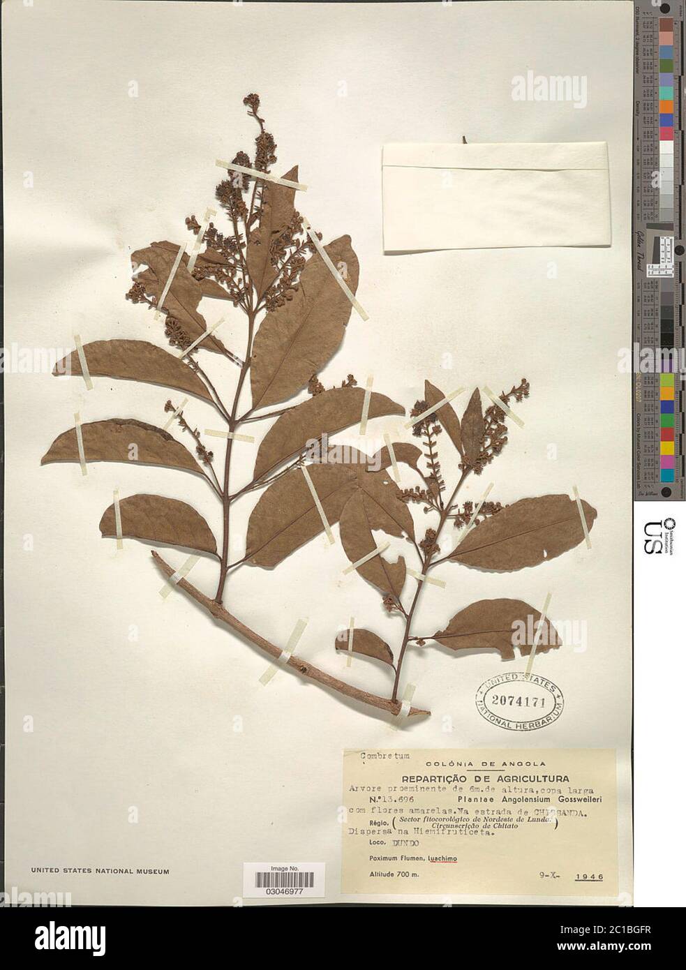 Combretum sp Combretum sp Stock Photo - Alamy