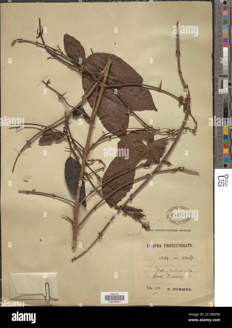 Combretum sp Combretum sp Stock Photo - Alamy