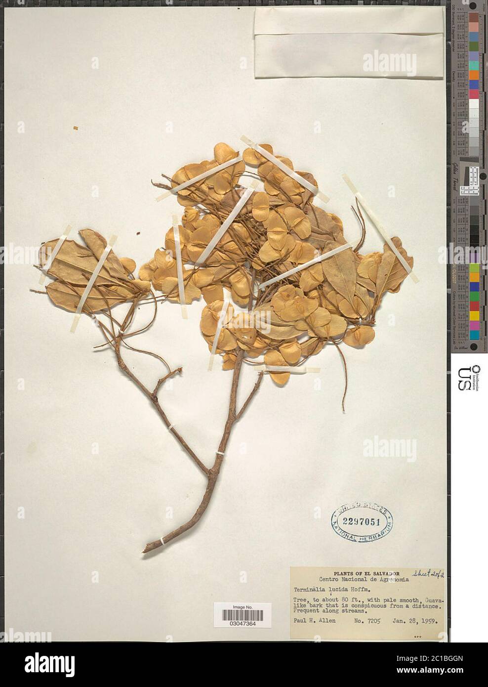 Terminalia lucida Terminalia lucida Stock Photo - Alamy