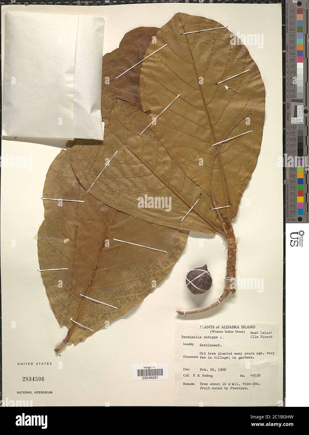 Terminalia catappa L Terminalia catappa L Stock Photo - Alamy
