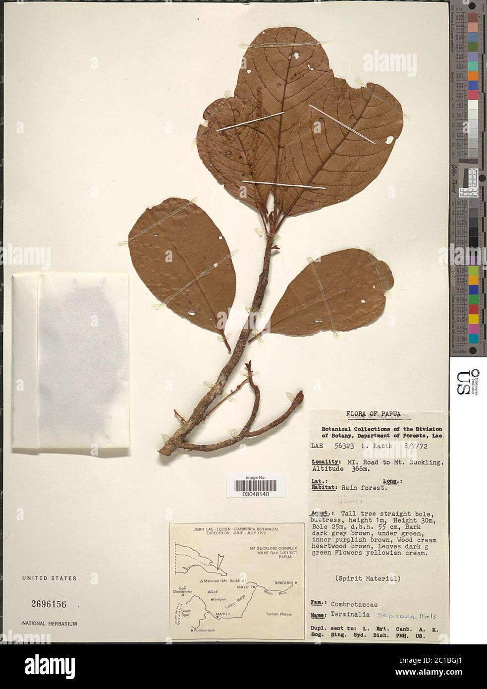 Terminalia sepicana Diels Terminalia sepicana Diels Stock Photo - Alamy