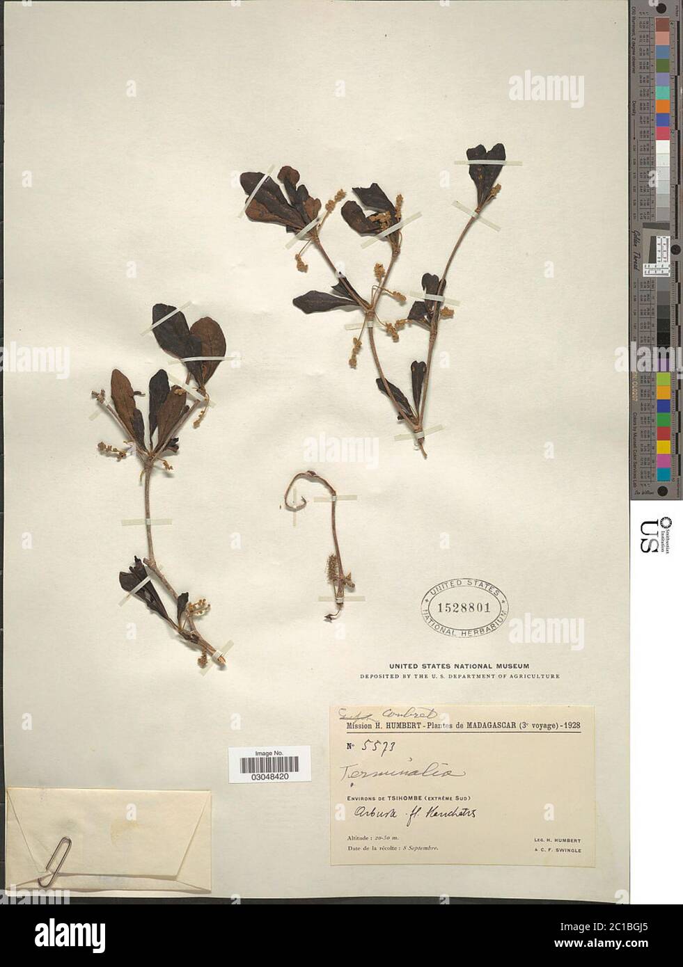 Terminalia sp hi-res stock photography and images - Alamy