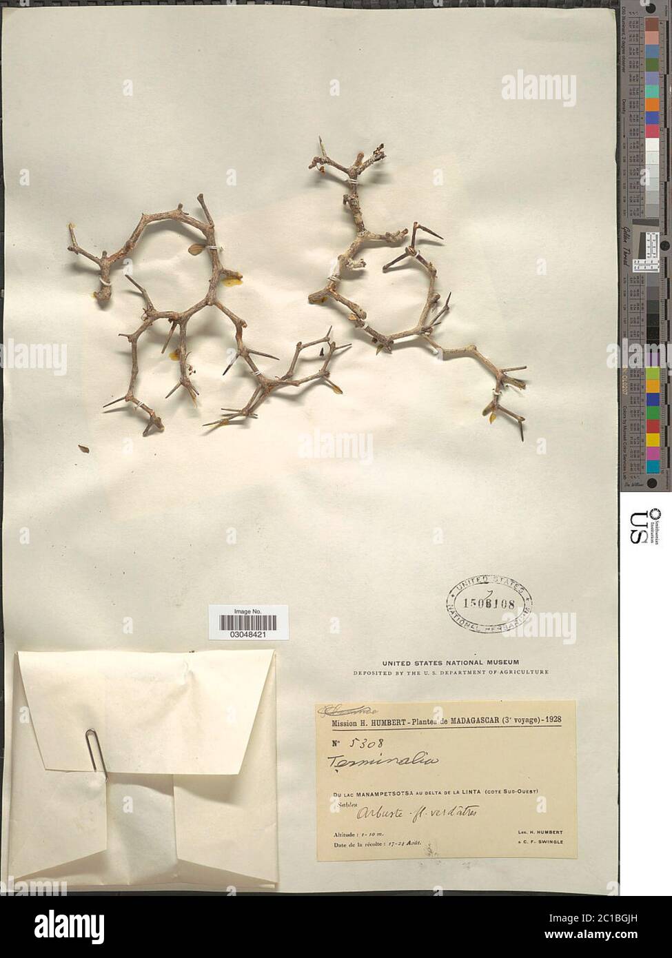 Terminalia sp Terminalia sp Stock Photo - Alamy