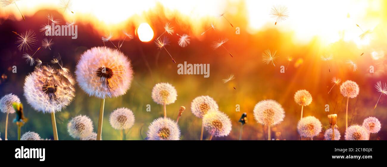 Flying seeds hi-res stock photography and images - Alamy