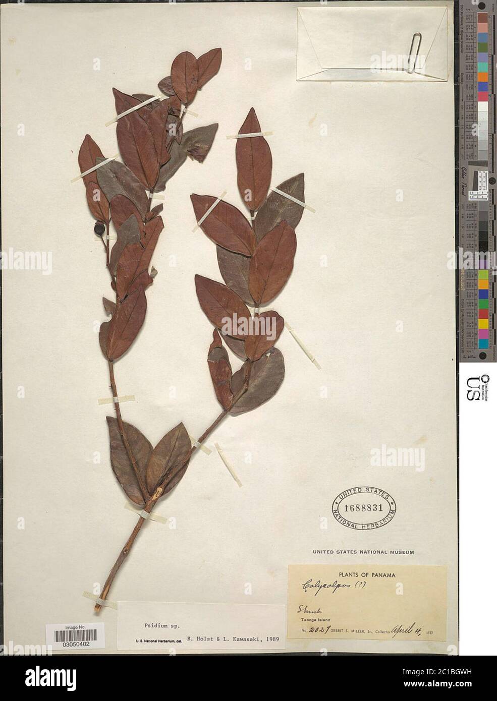 Psidium sp Psidium sp Stock Photo - Alamy