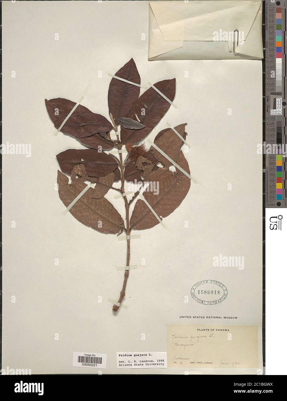 Psidium guajava L Psidium guajava L Stock Photo - Alamy