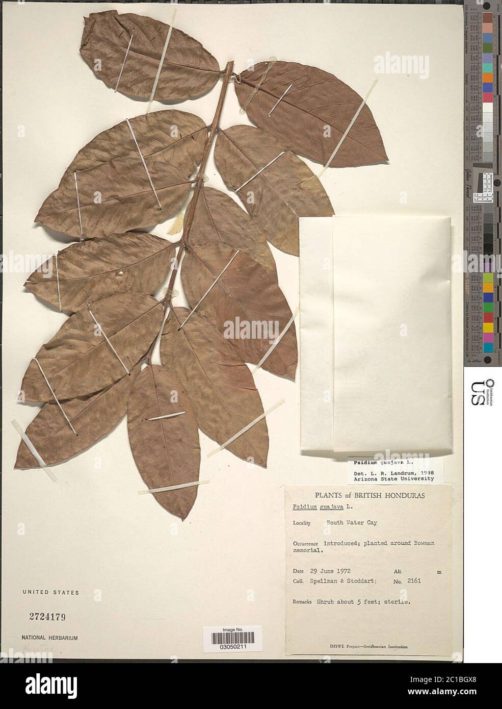 Psidium guajava L Psidium guajava L Stock Photo - Alamy