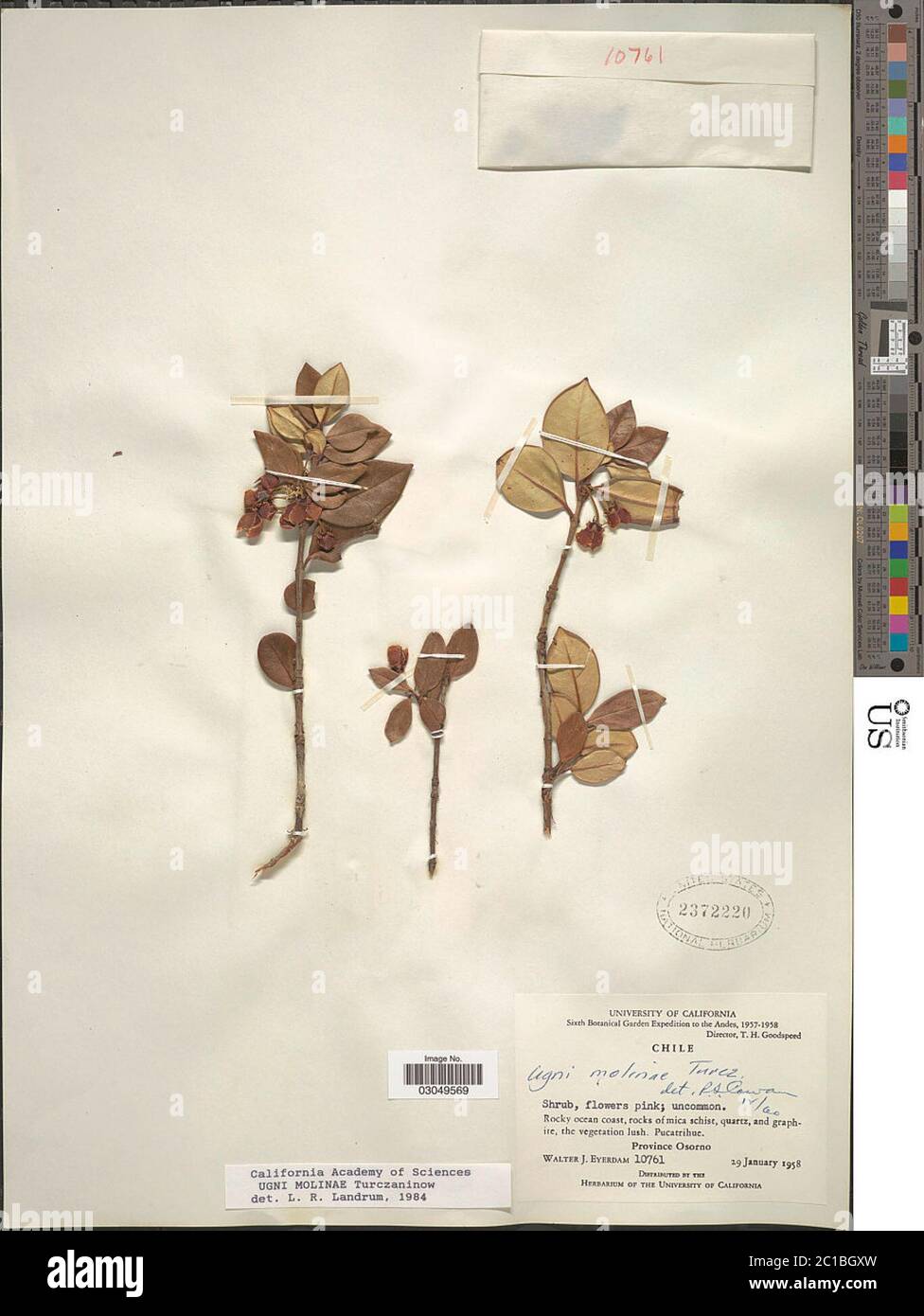 Ugni molinae Turcz Ugni molinae Turcz Stock Photo - Alamy