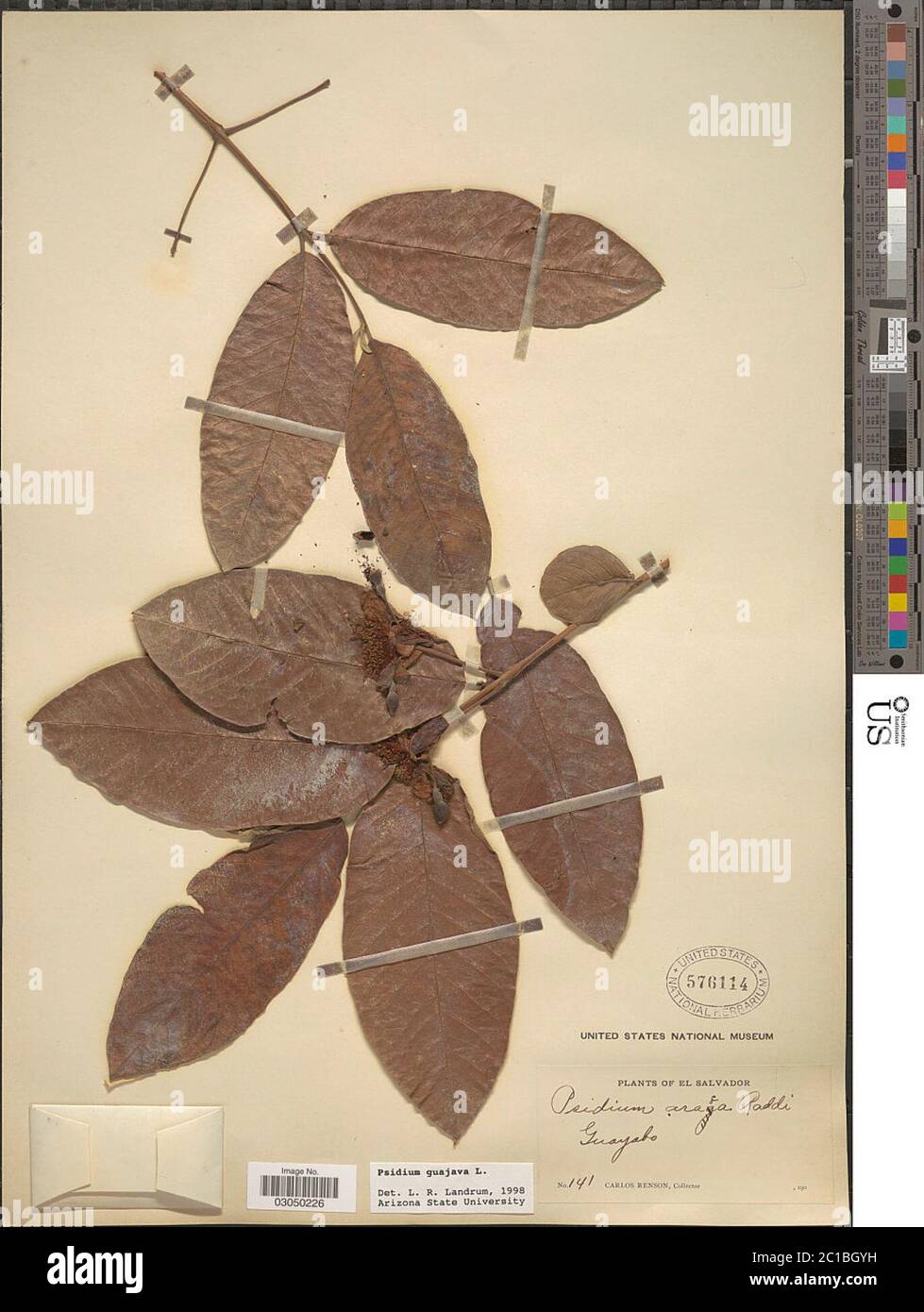 Psidium guajava L Psidium guajava L Stock Photo - Alamy