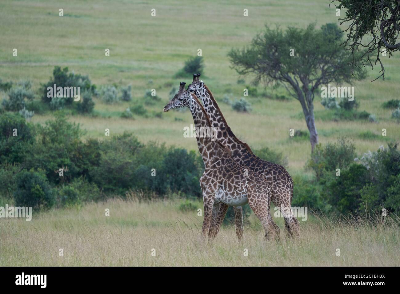 Giraffe Africa Giraffa Safari Big Five Africa Stock Photo - Alamy