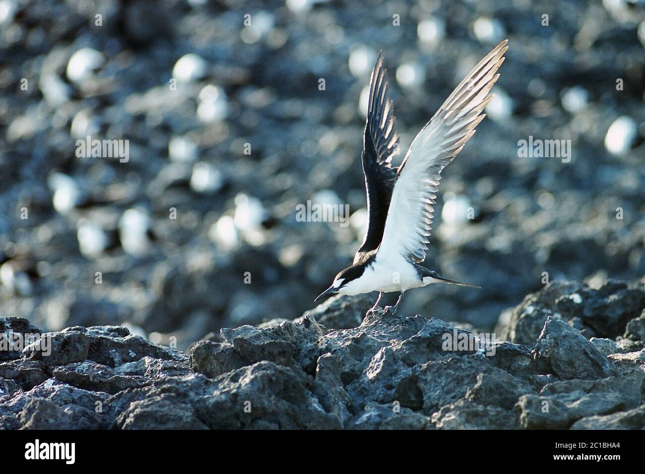 Sooty tern - Sterna fuscata Stock Photo - Alamy