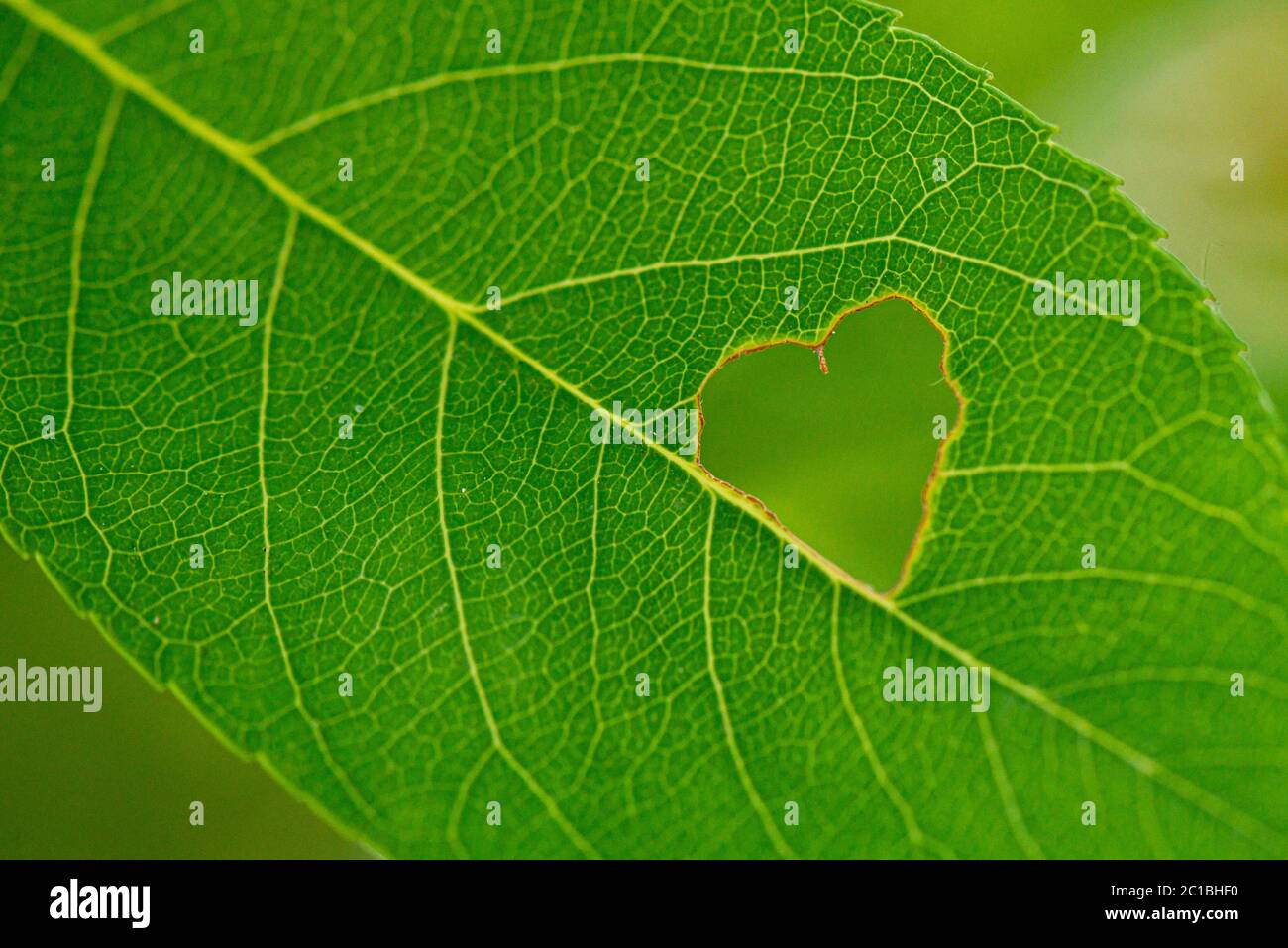 A heart shape cut by an insect in the leaf of a snowy mespilus ...