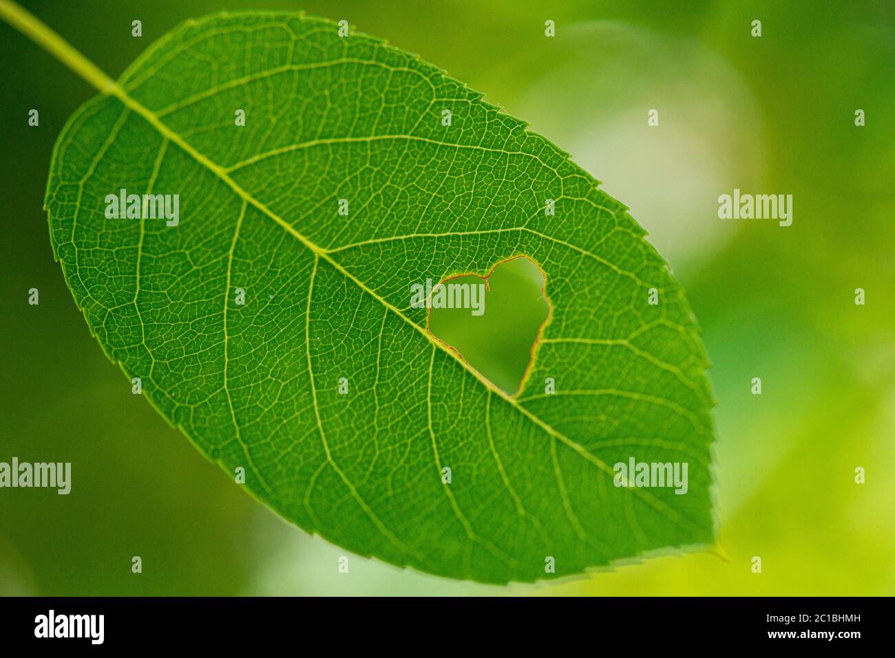 A heart shape cut by an insect in the leaf of a snowy mespilus ...