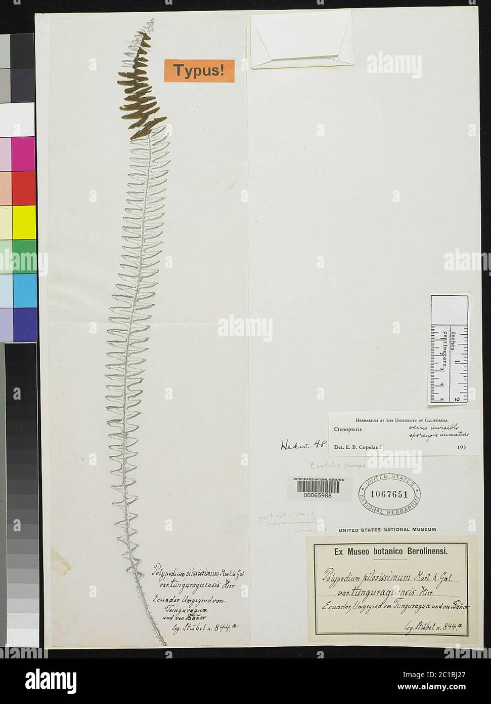 Tunguraquensis hi-res stock photography and images - Alamy