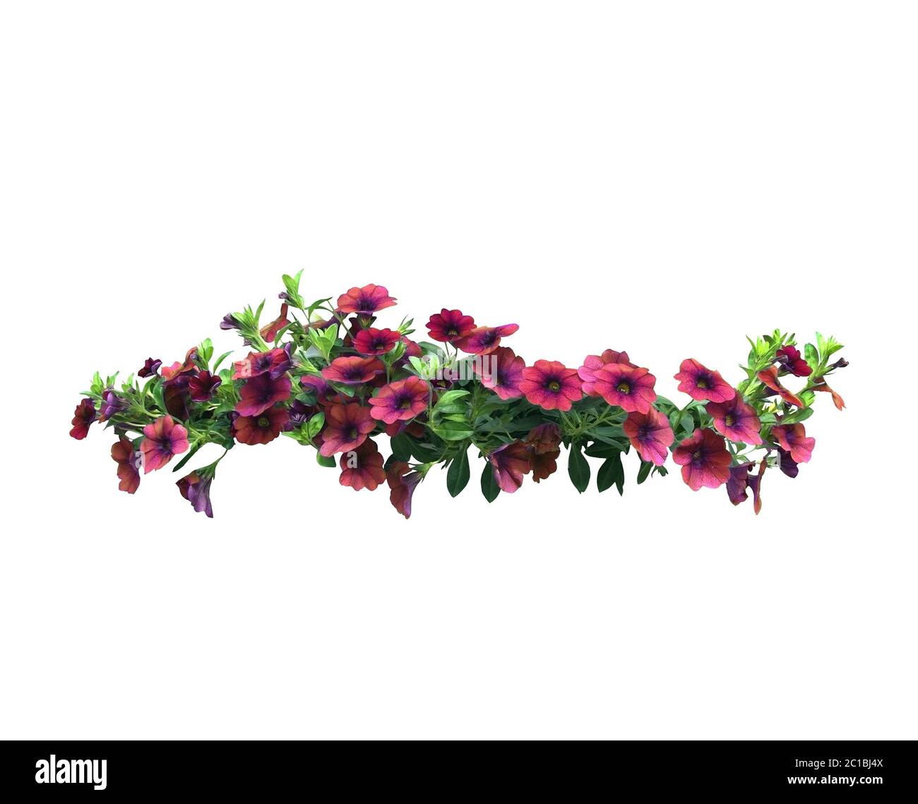 Petunia hanging basket hi-res stock photography and images - Alamy
