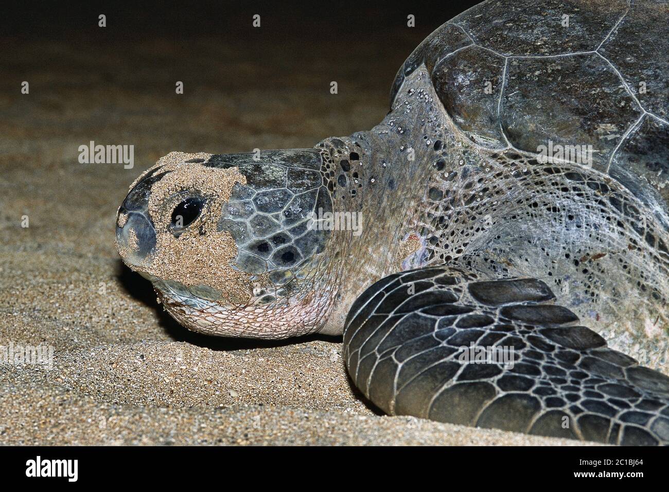 Ascension island green sea turtle hi-res stock photography and images ...