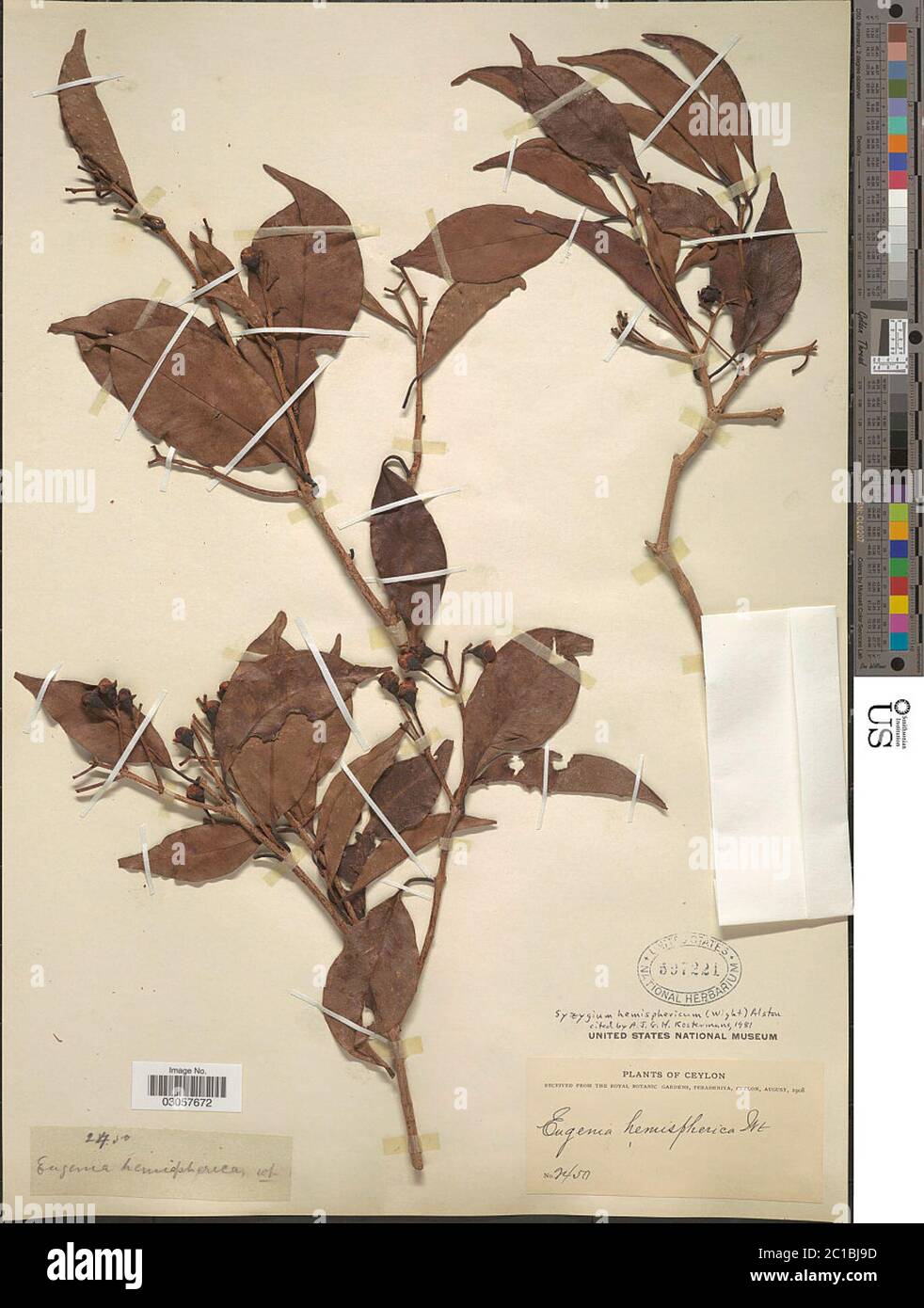 Syzygium hemisphericum Wight Alston Syzygium hemisphericum Wight Alston ...