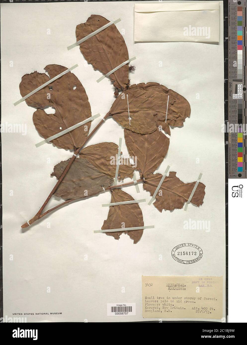 Syzygium sp sp hi-res stock photography and images - Alamy