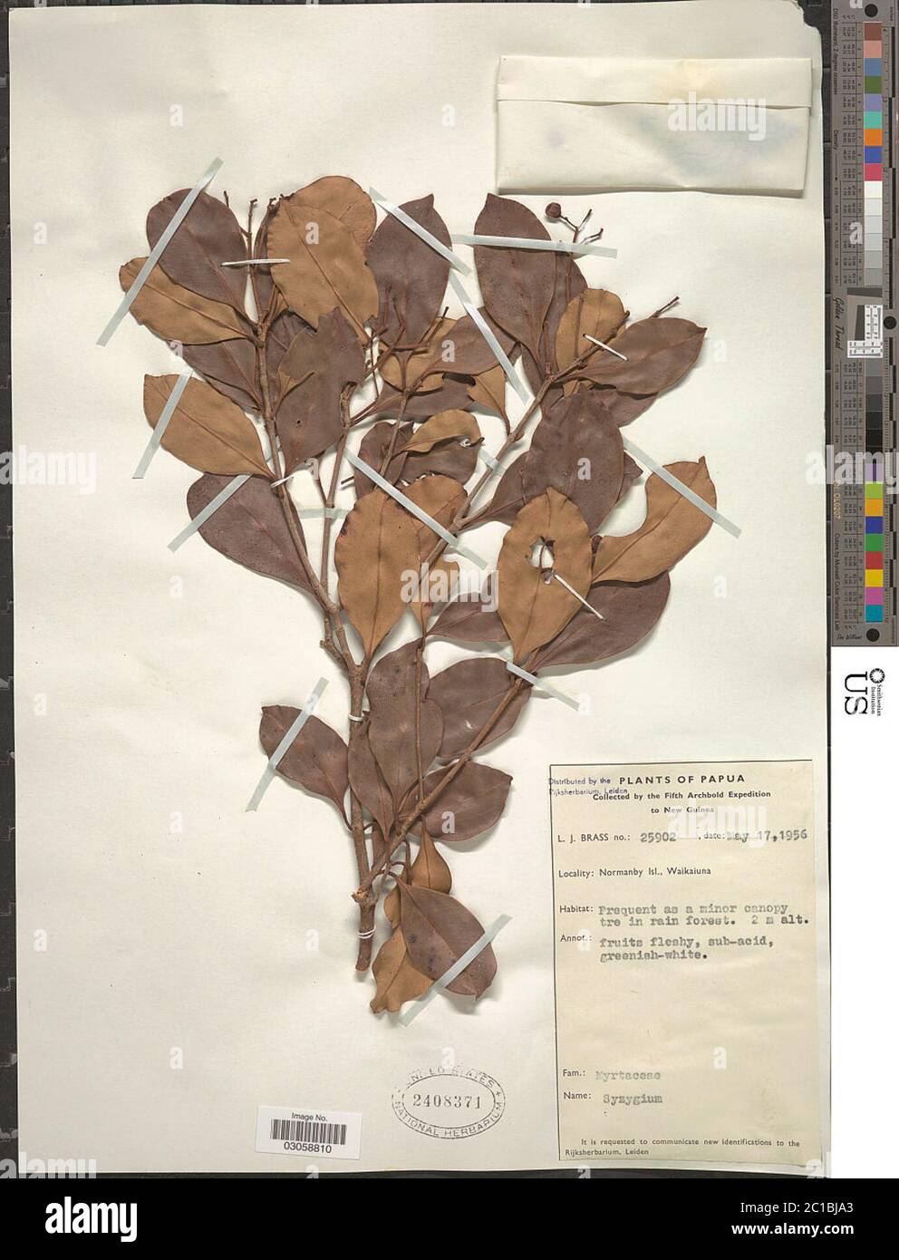 Syzygium sp sp hi-res stock photography and images - Alamy