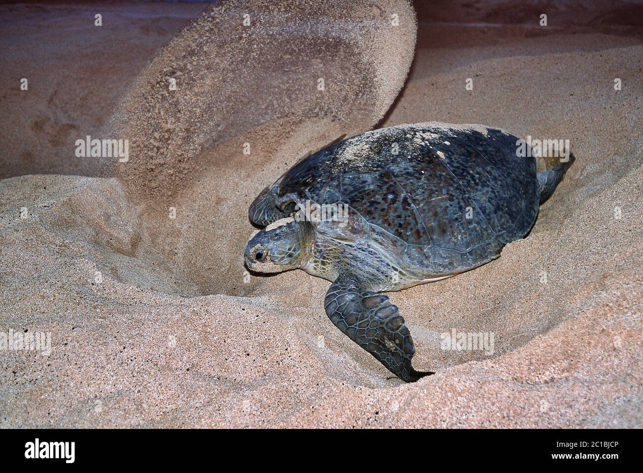 Ascension island animals hi-res stock photography and images - Alamy
