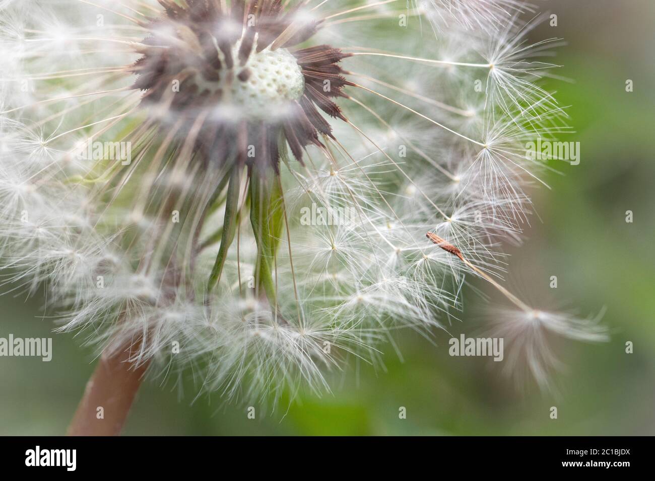 Wind pollination hi-res stock photography and images - Alamy