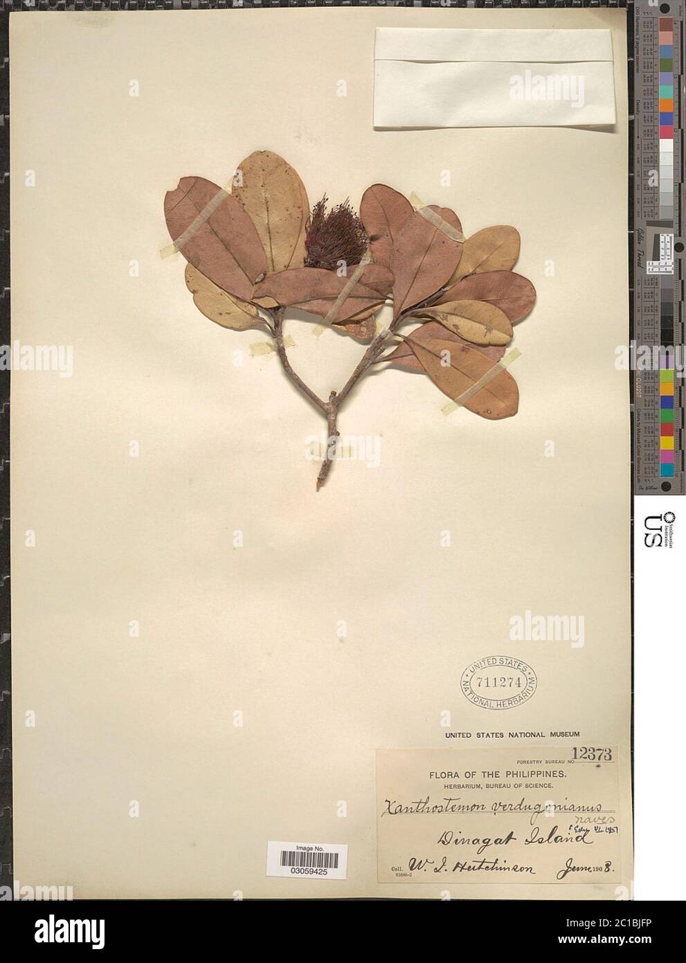 Xanthostemon verdugonianus Xanthostemon verdugonianus Stock Photo - Alamy