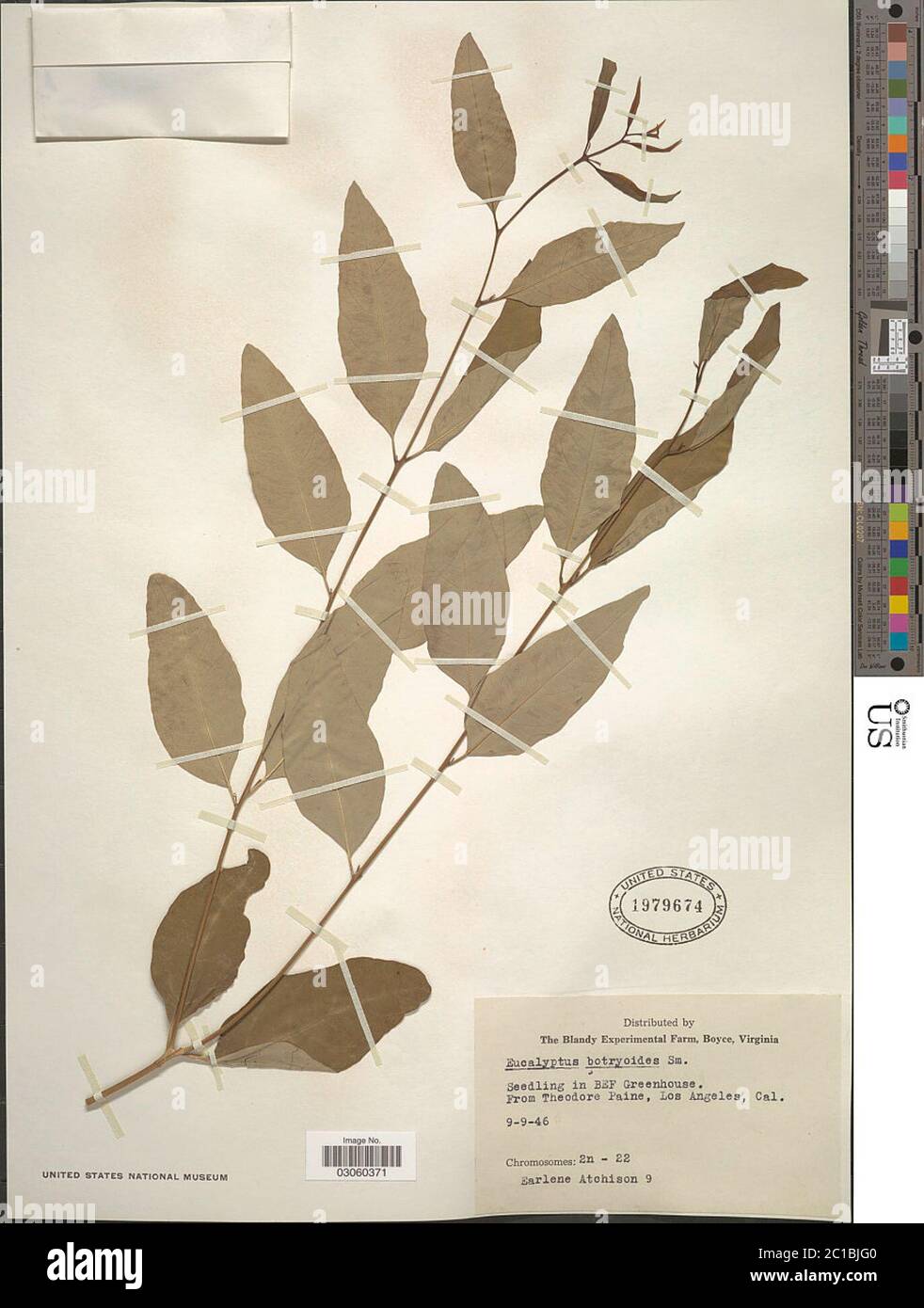 Eucalyptus botryoides Sm Eucalyptus botryoides Sm Stock Photo - Alamy