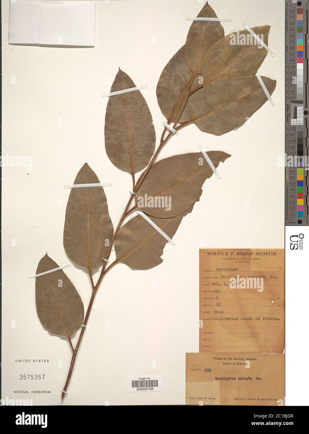 Eucalyptus robusta Sm Eucalyptus robusta Sm Stock Photo - Alamy