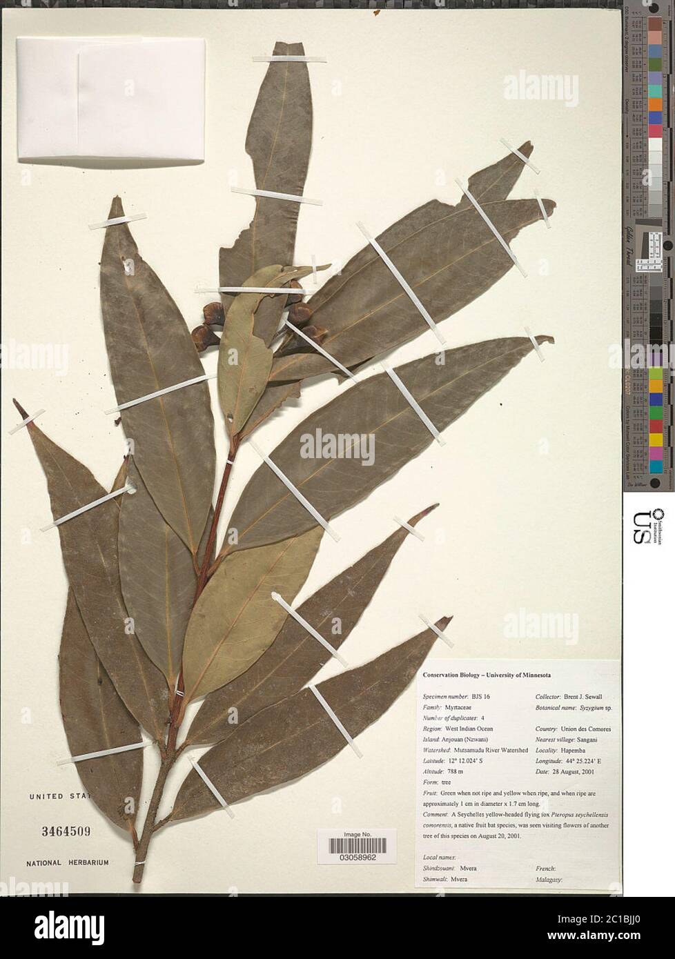 Syzygium sp Syzygium sp Stock Photo - Alamy