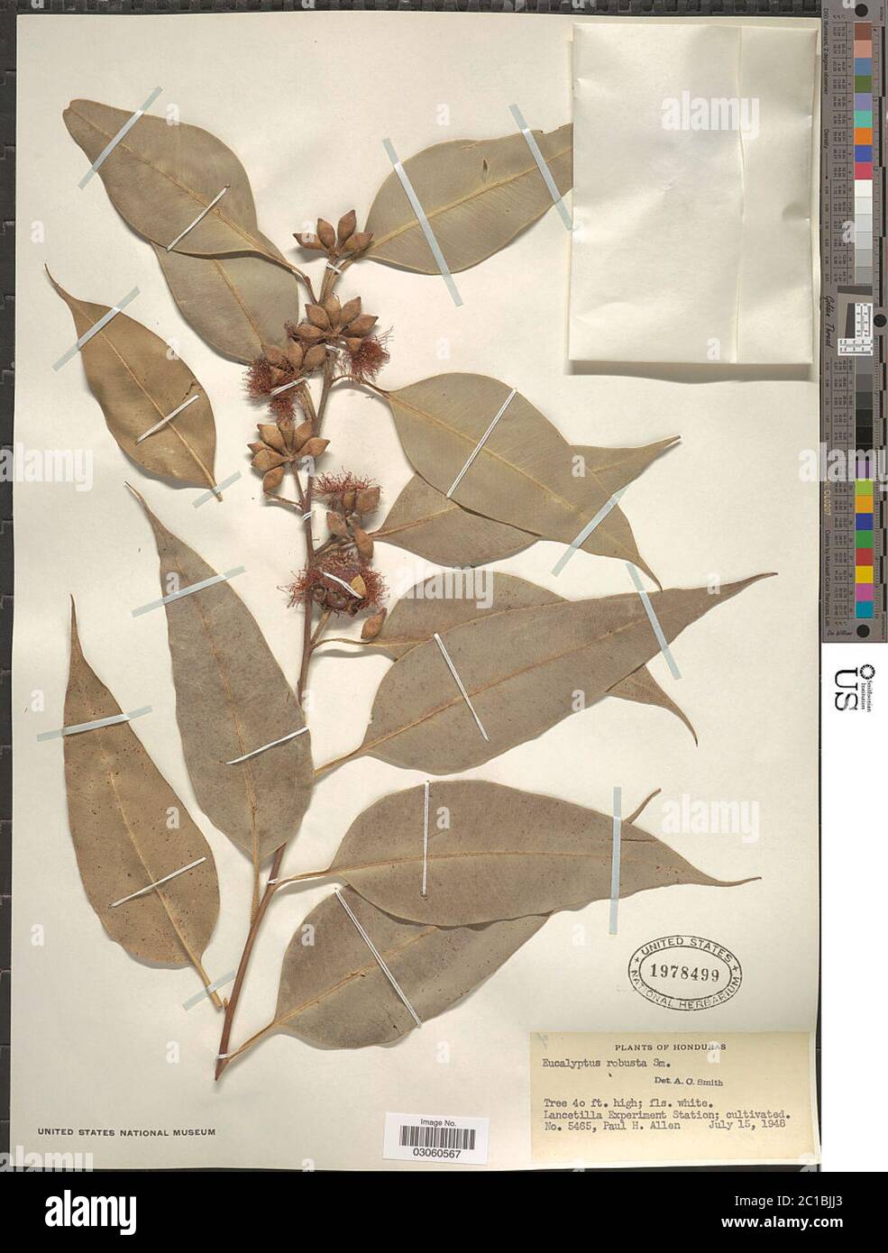 Eucalyptus robusta hi-res stock photography and images - Alamy