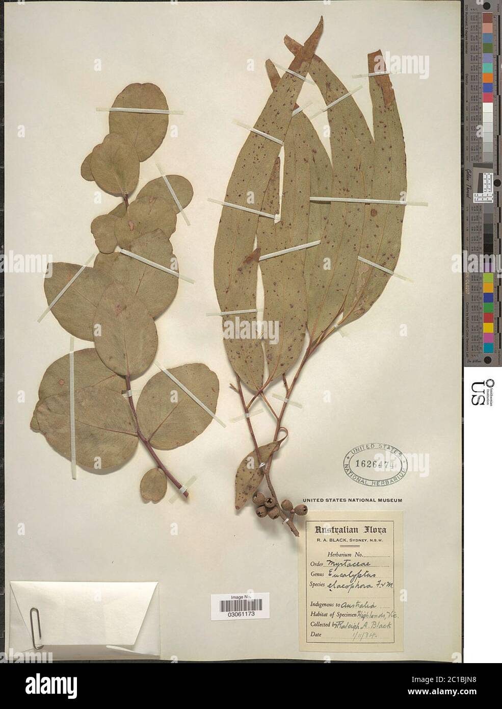 Eucalyptus elaeophora Eucalyptus elaeophora Stock Photo - Alamy