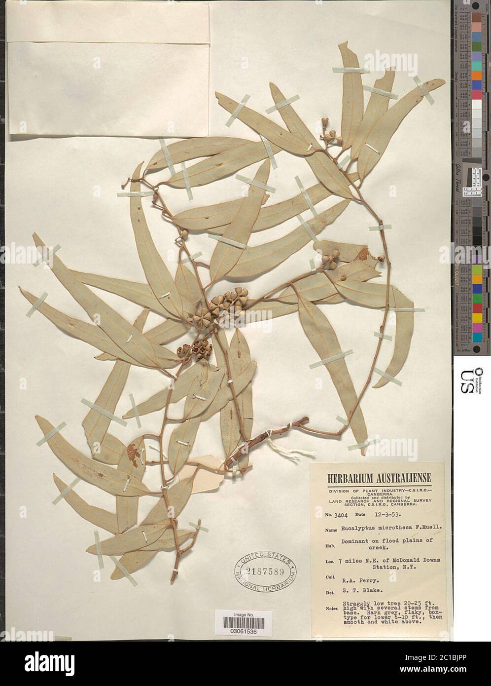 Eucalyptus microtheca Eucalyptus microtheca Stock Photo - Alamy