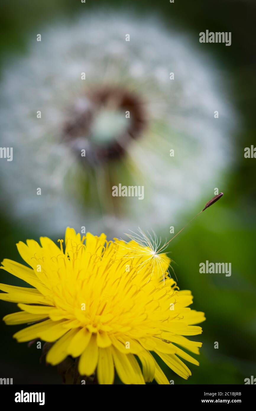 Life cycle of a dandelion hi-res stock photography and images - Alamy