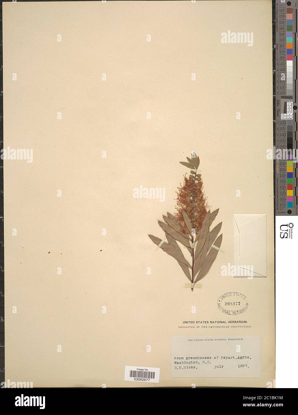 Callistemon sp Callistemon sp Stock Photo - Alamy