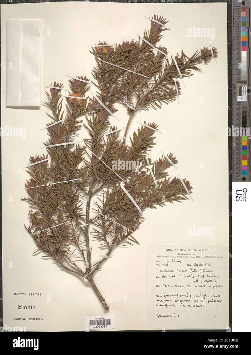 Melaleuca decora Salisb Britten Melaleuca decora Salisb Britten Stock ...