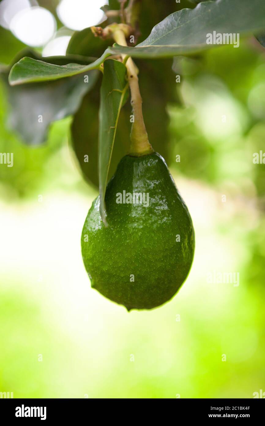 Green fruit of avocado Stock Photo - Alamy
