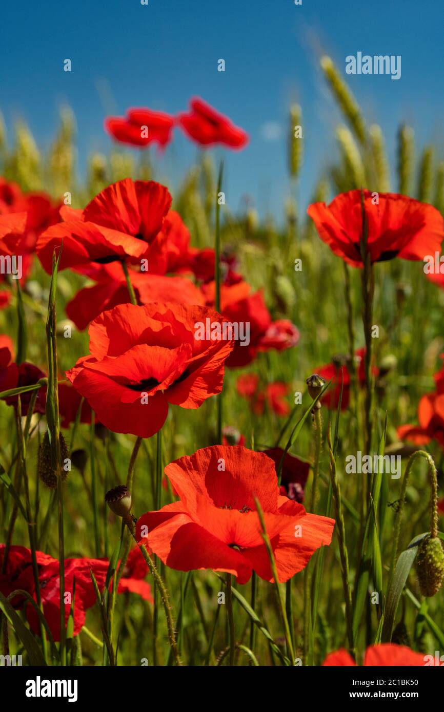 Poppy filed tuscany hi-res stock photography and images - Alamy