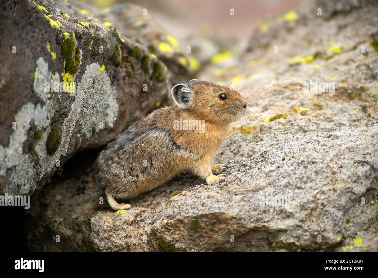Ochotona hyperborea hi-res stock photography and images - Alamy