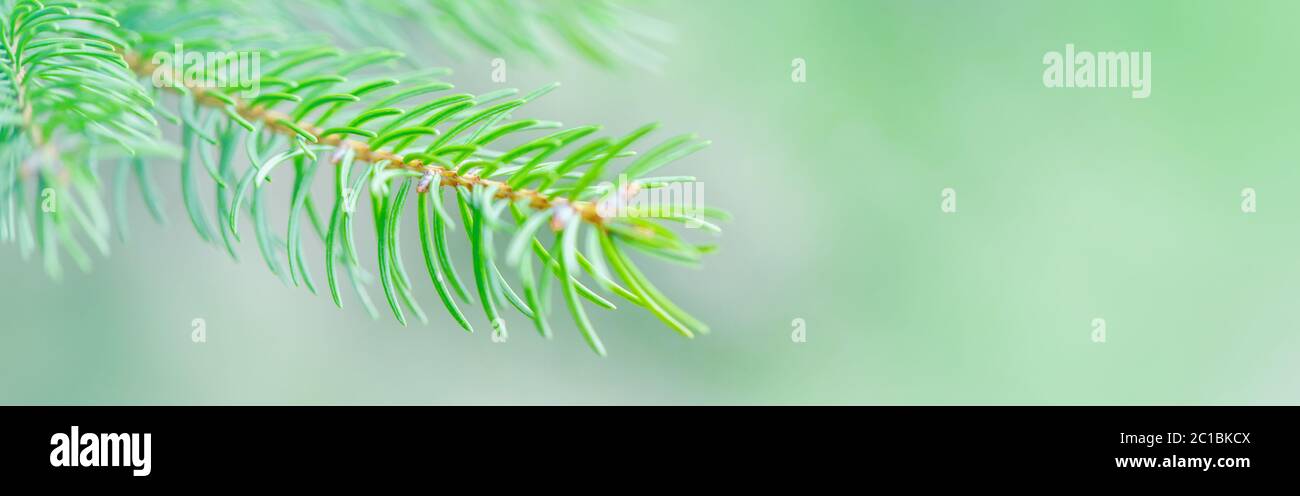 Beautiful natural spring tree background. Light teal green pine tree ...