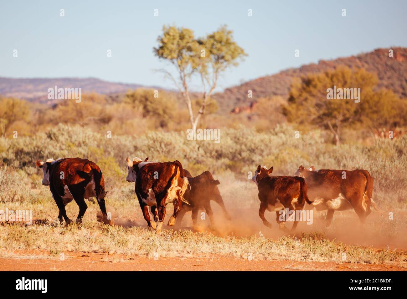 Grazing Cows in the Australian Outback Stock Photo - Alamy
