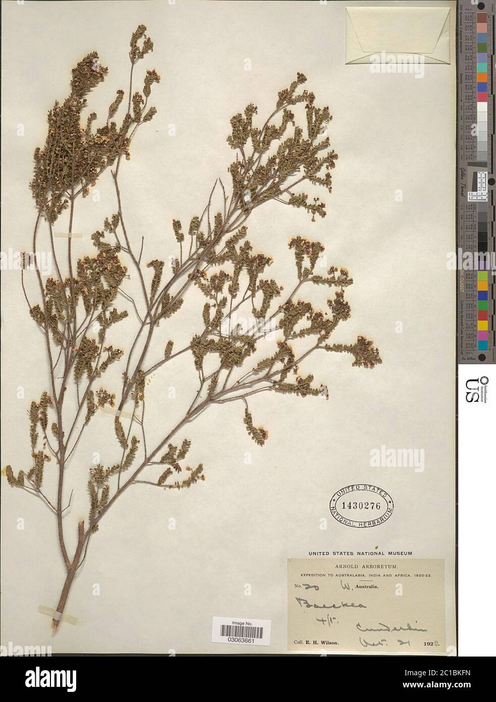 Baeckea sp Baeckea sp Stock Photo - Alamy