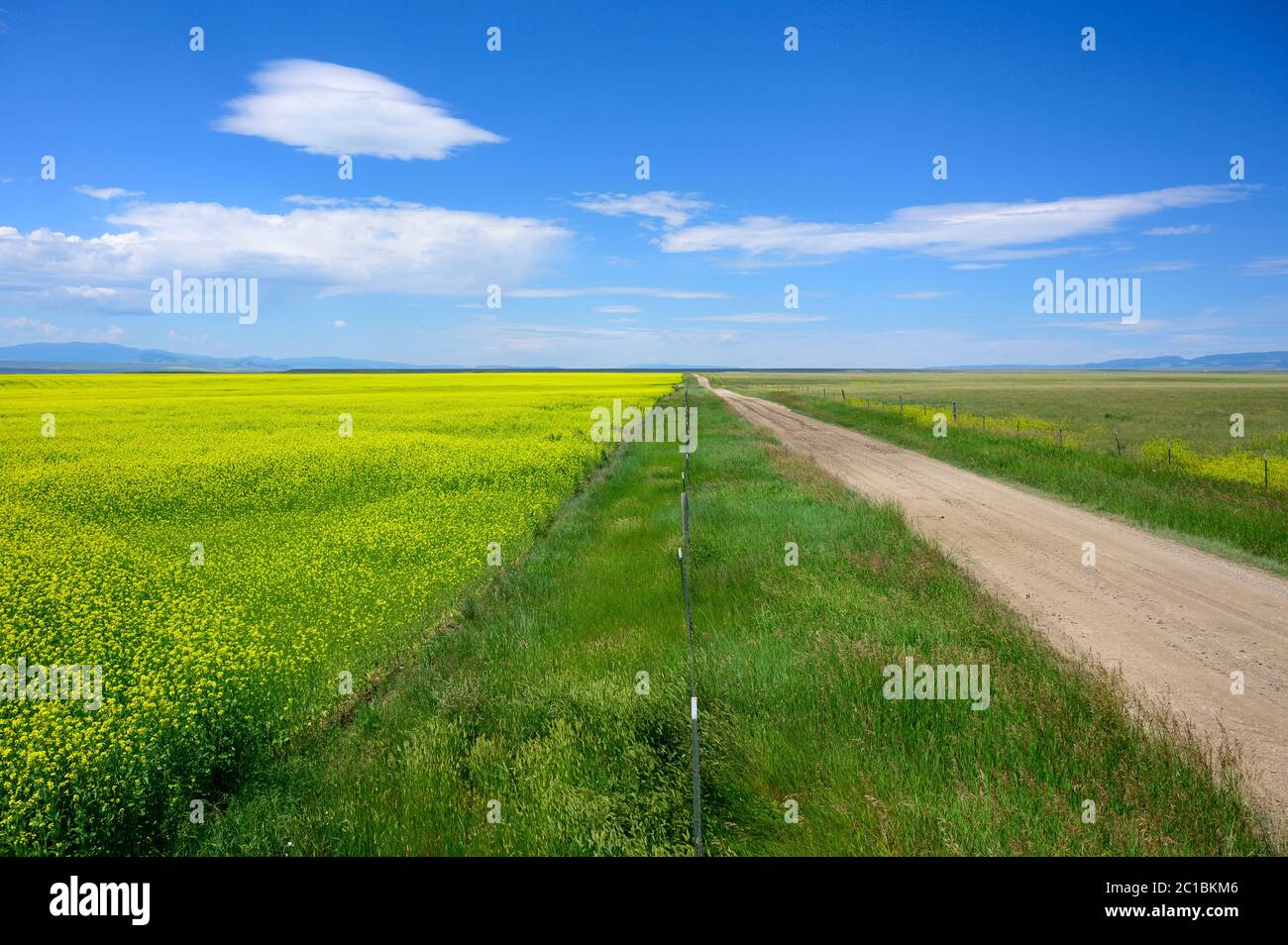 USA, Montana, Central Montana, sweet Clover fields Stock Photo - Alamy