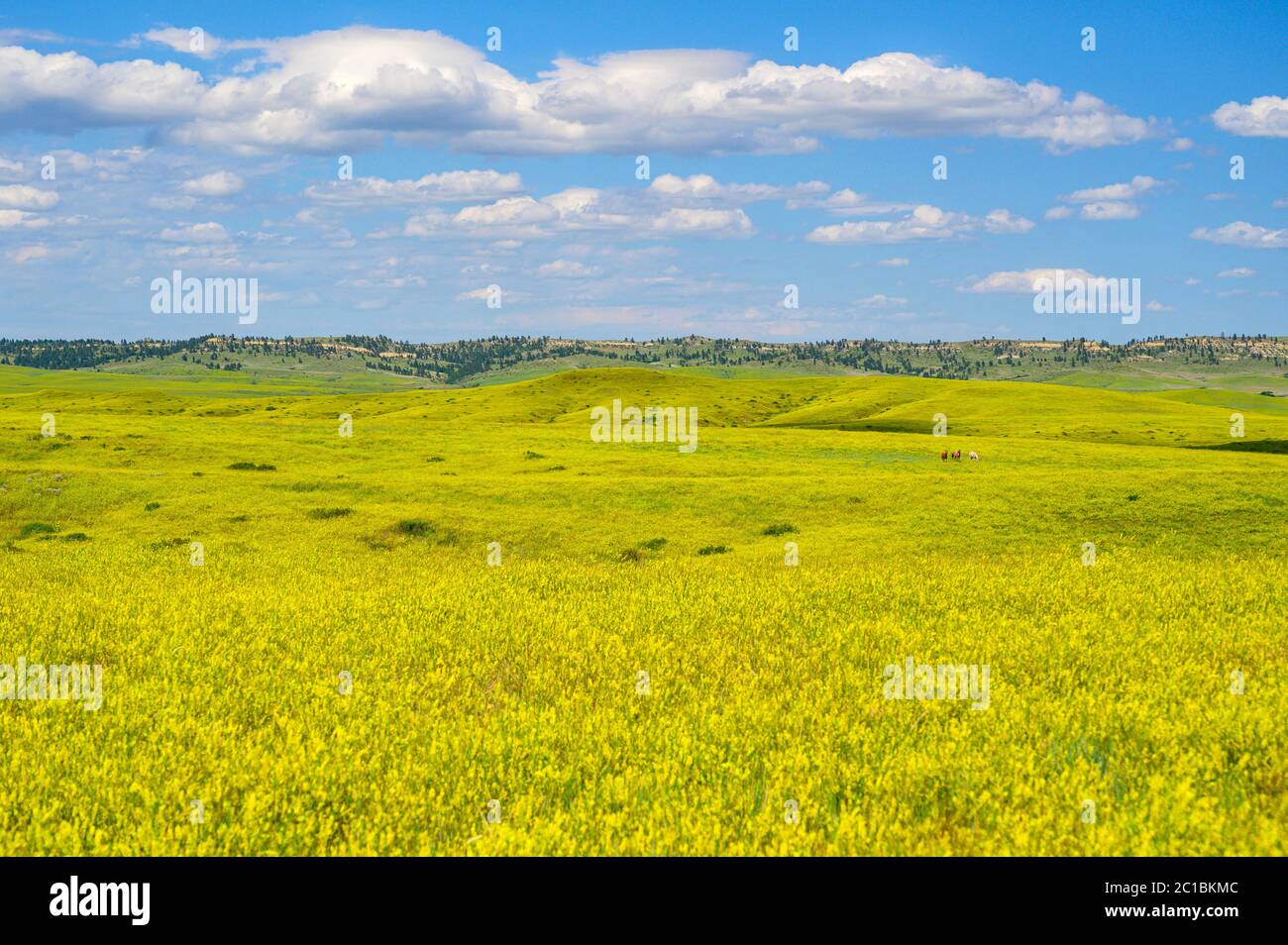Open battlefield hi-res stock photography and images - Alamy