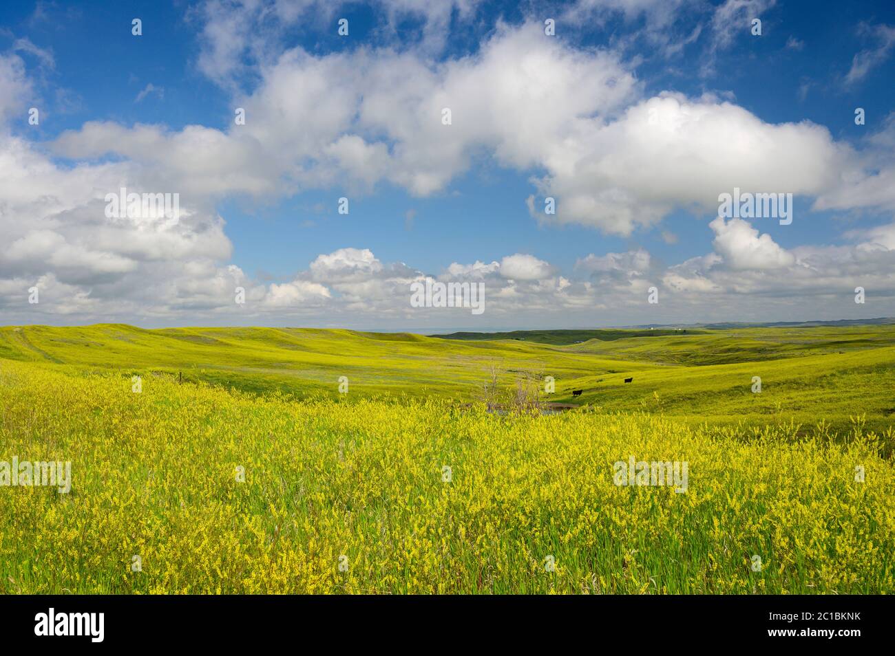 USA, Montana, Central Montana, Crow Indian Reservation, Sweet Clover ...