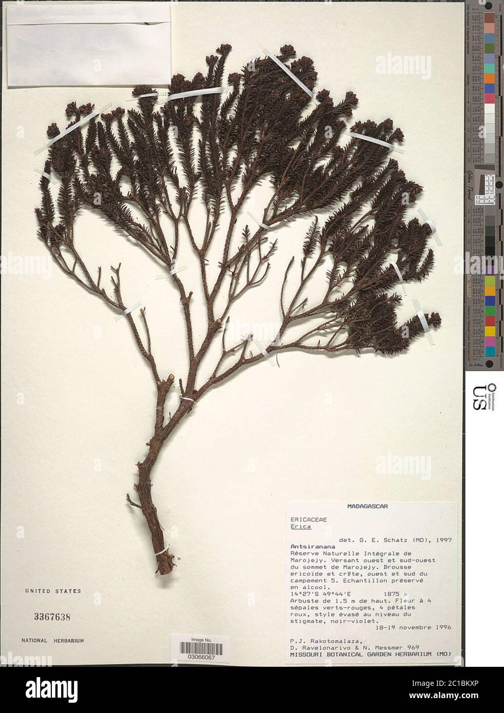 Erica sp Erica sp Stock Photo - Alamy