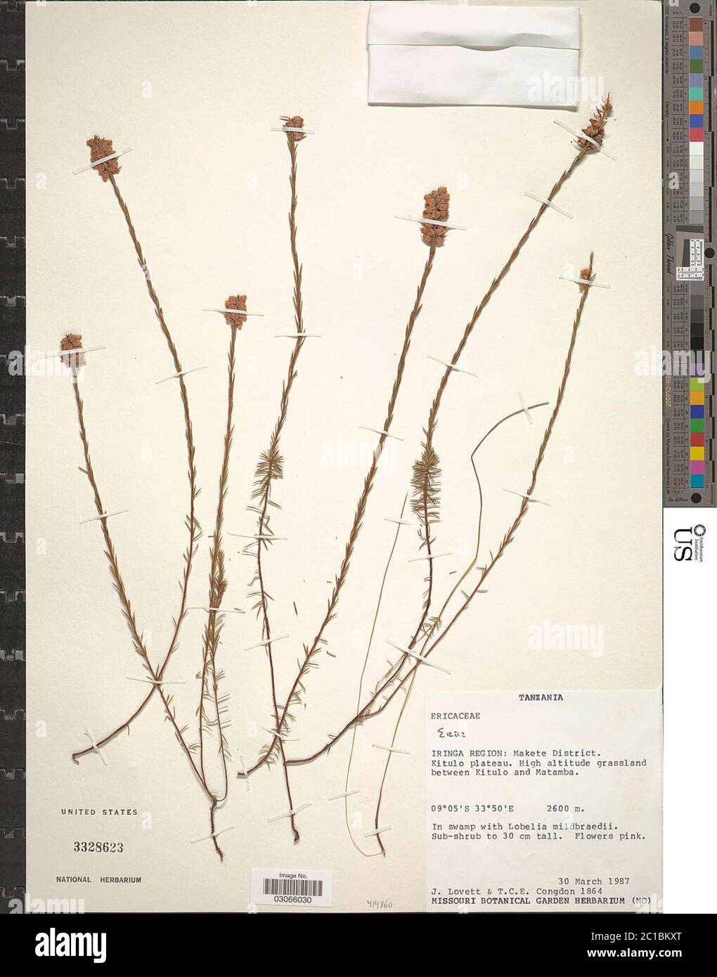 Erica sp Erica sp Stock Photo - Alamy