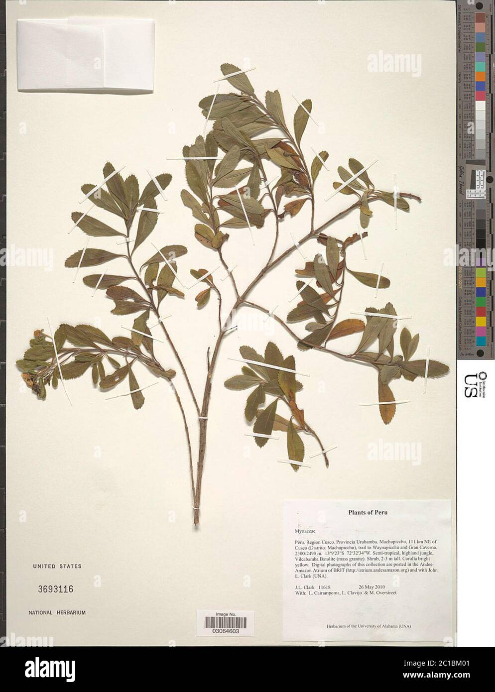 Indet sp Indet sp Stock Photo - Alamy