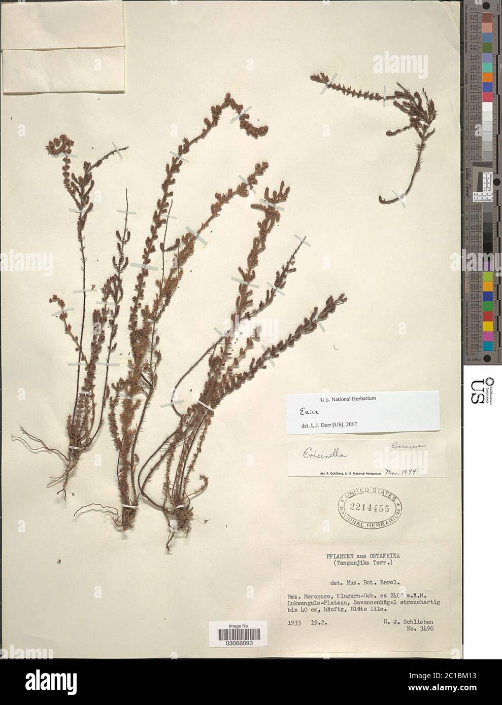 Erica sp Erica sp Stock Photo - Alamy